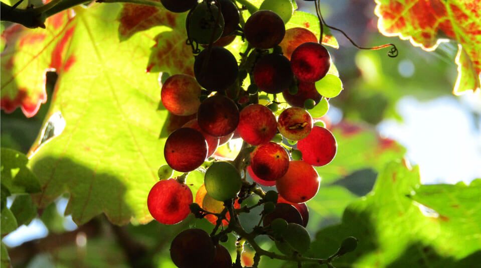 איש הענבים - Ruby Roman